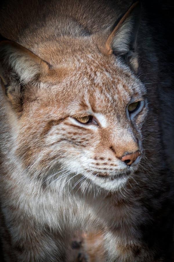 Portrait of a Wild Lynx Cat Stock Image - Image of number, isolated: 275127553