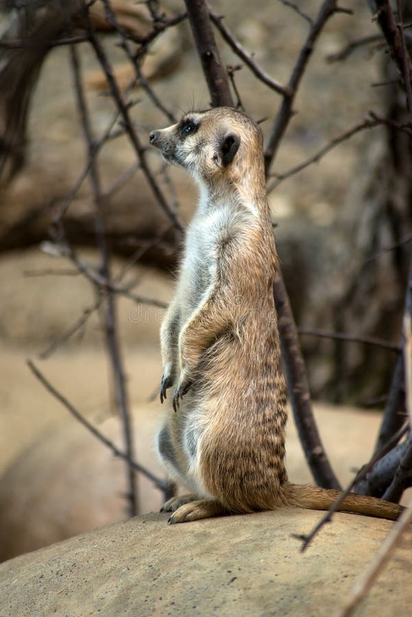 Wild Meerkat Standing on the Land Stock Image - Image of mammal, look ...