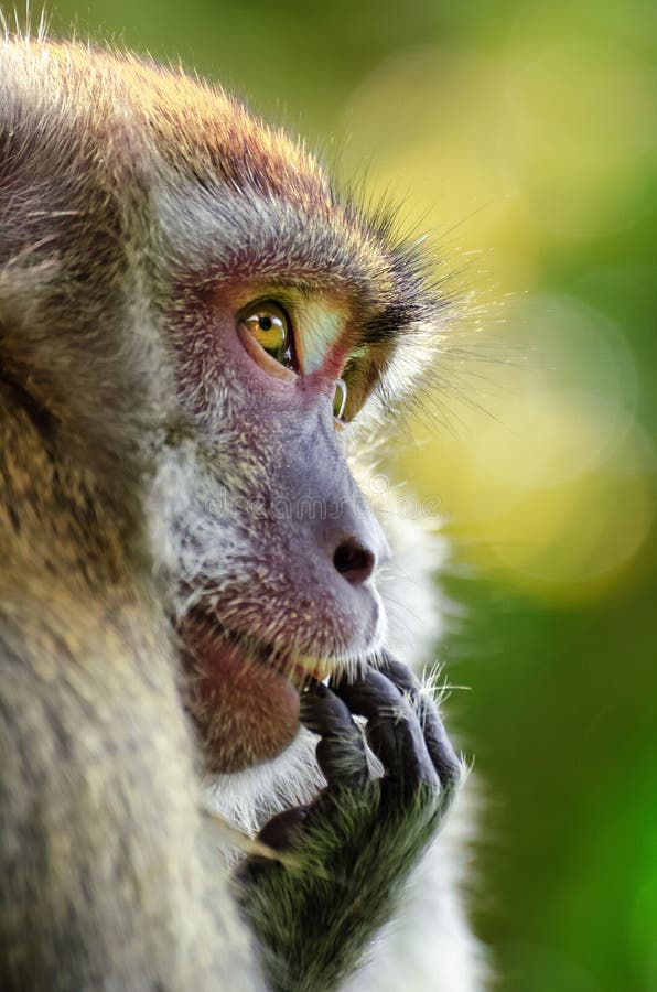 Portrait of Wild Monkey in Wild Life in West Sumatra, Indonesia Stock ...