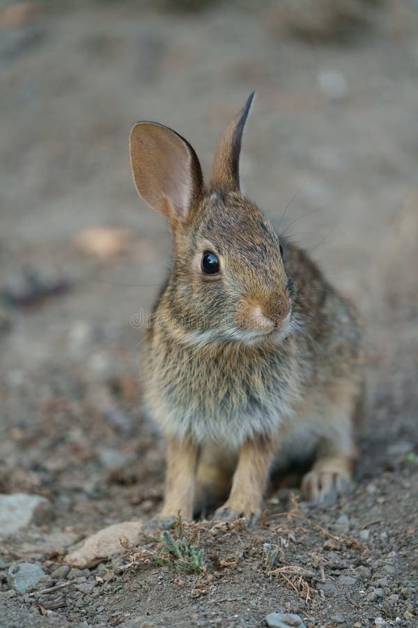 Wild Rabbit Resting and Feeding on Grassland Stock Photo - Image of ...