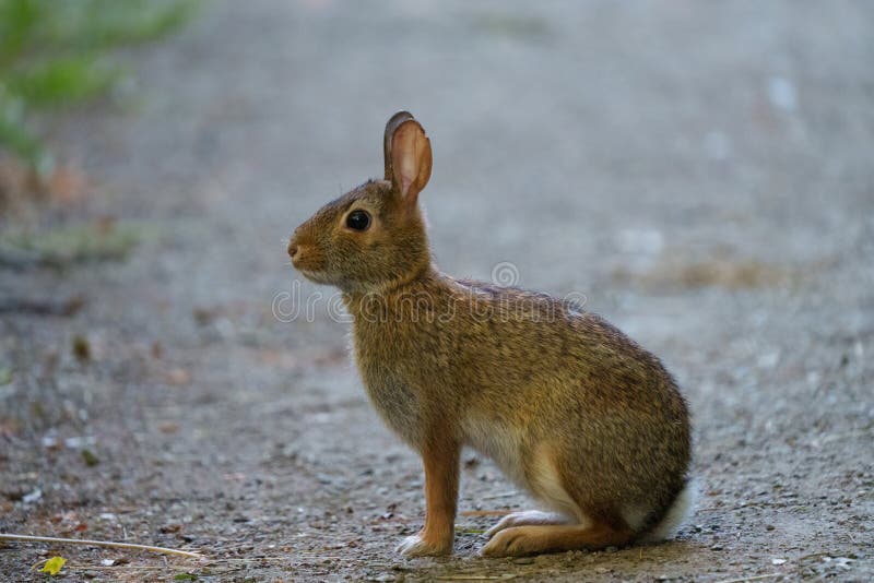 Wild Rabbit Resting and Feeding on Grassland Stock Image - Image of ...
