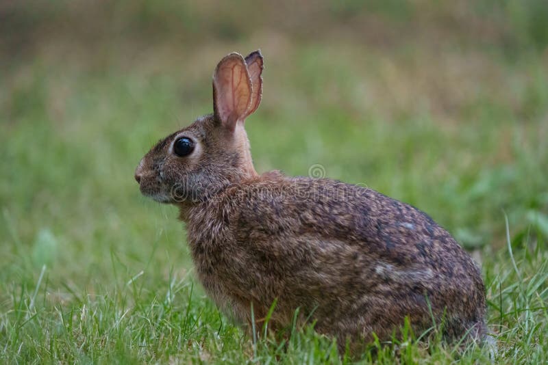 Wild Rabbit Resting and Feeding on Grassland Stock Photo - Image of ...