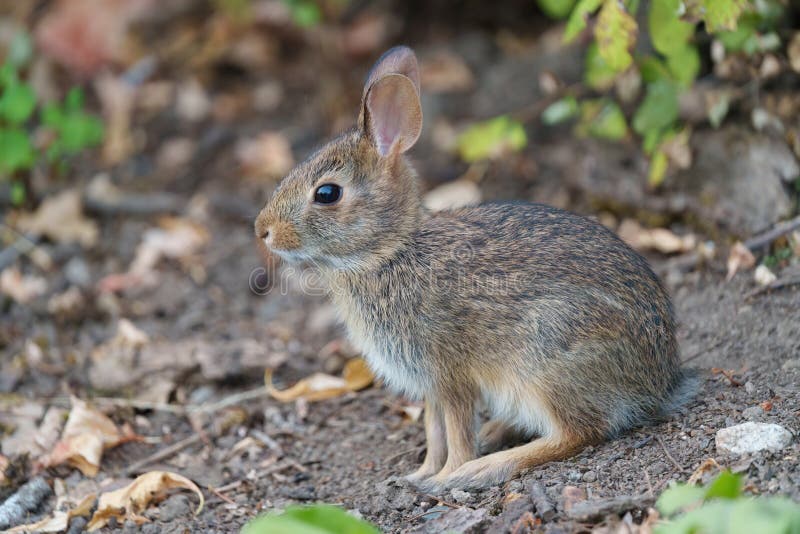 Wild Rabbit Resting and Feeding on Grassland Stock Photo - Image of ...