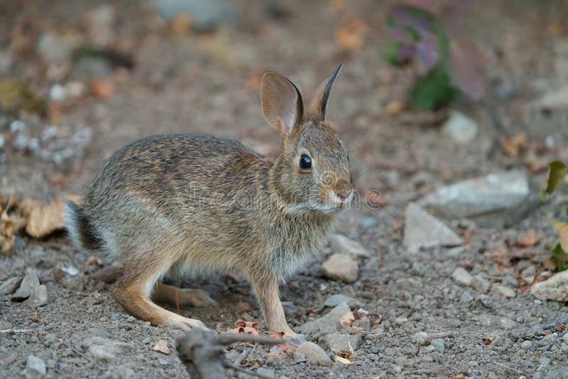 Wild Rabbit Resting and Feeding on Grassland Stock Image - Image of ...
