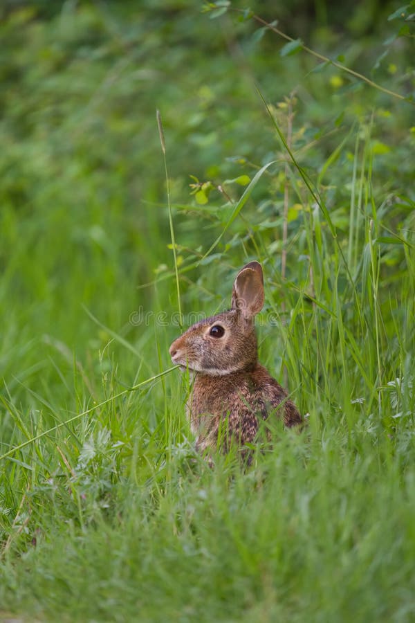 Wild Rabbit Resting and Feeding on Grassland Stock Photo - Image of ...