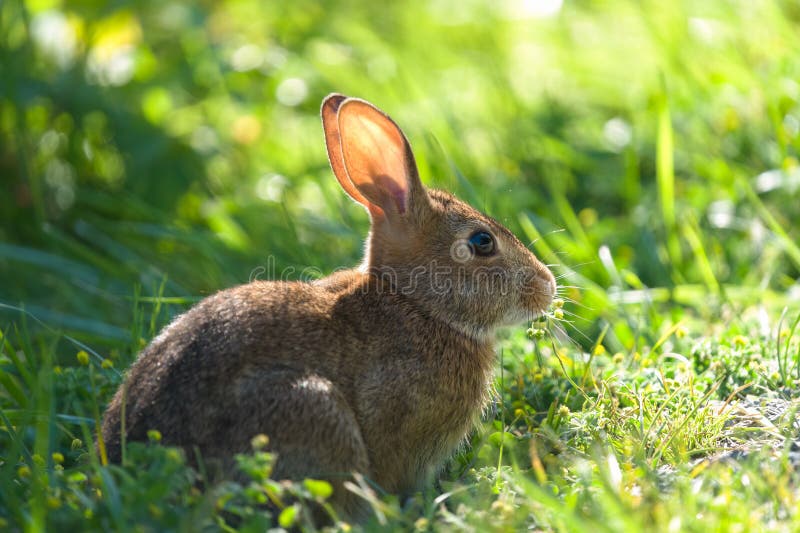 Wild Rabbit Resting and Feeding on Grassland Stock Photo - Image of ...
