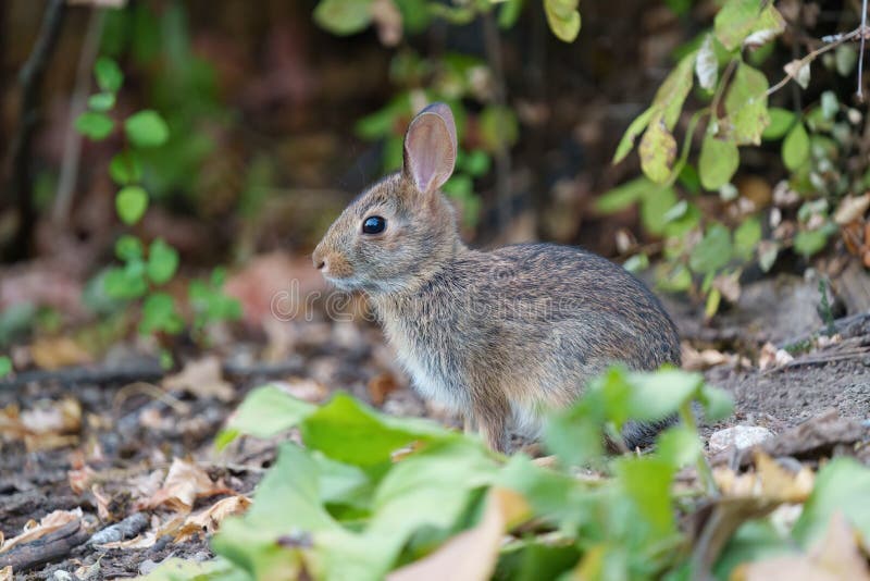 Wild Rabbit Resting on Grassland Stock Photo - Image of public ...