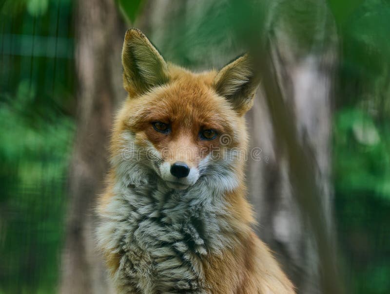 Portrait of a Wild Red Fox in Green Foliage Stock Photo - Image of ...