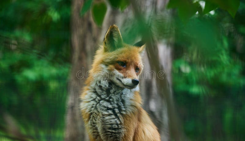 Portrait of a Wild Red Fox in Green Foliage Stock Image - Image of ...
