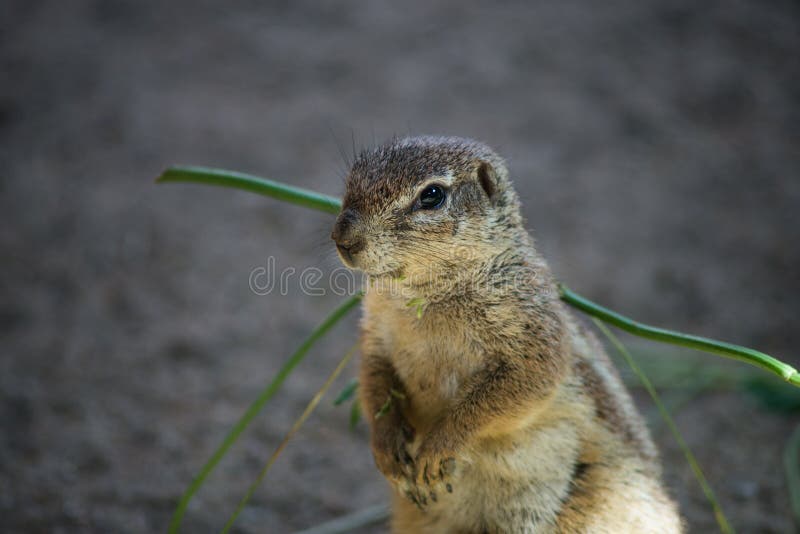 Wild Rodent in a Zoological Park Stock Photo - Image of meadow ...