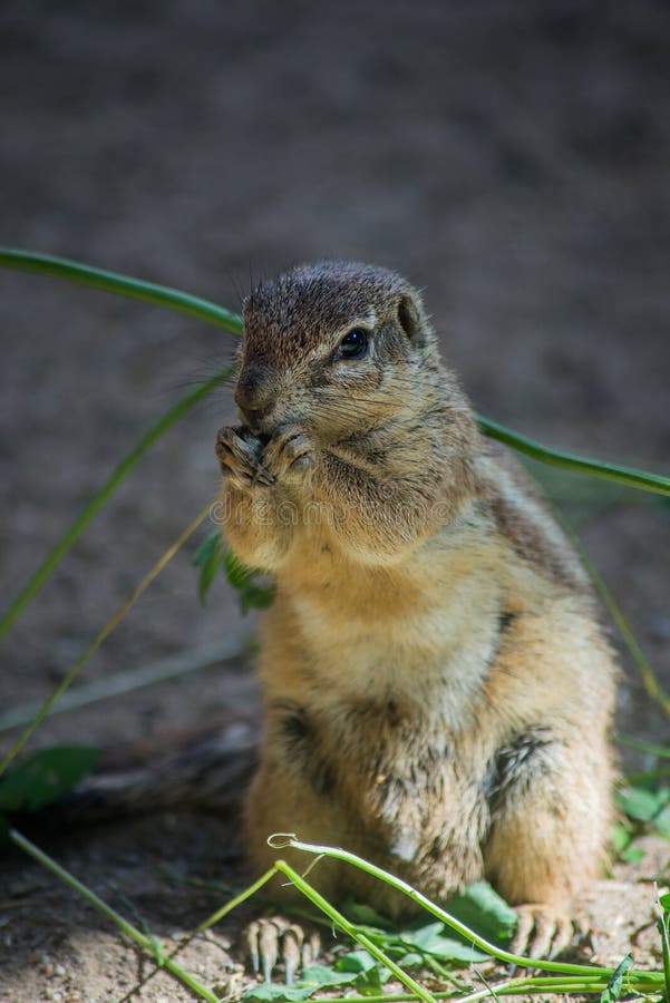Wild Rodent in a Zoological Park Stock Photo - Image of green, look ...