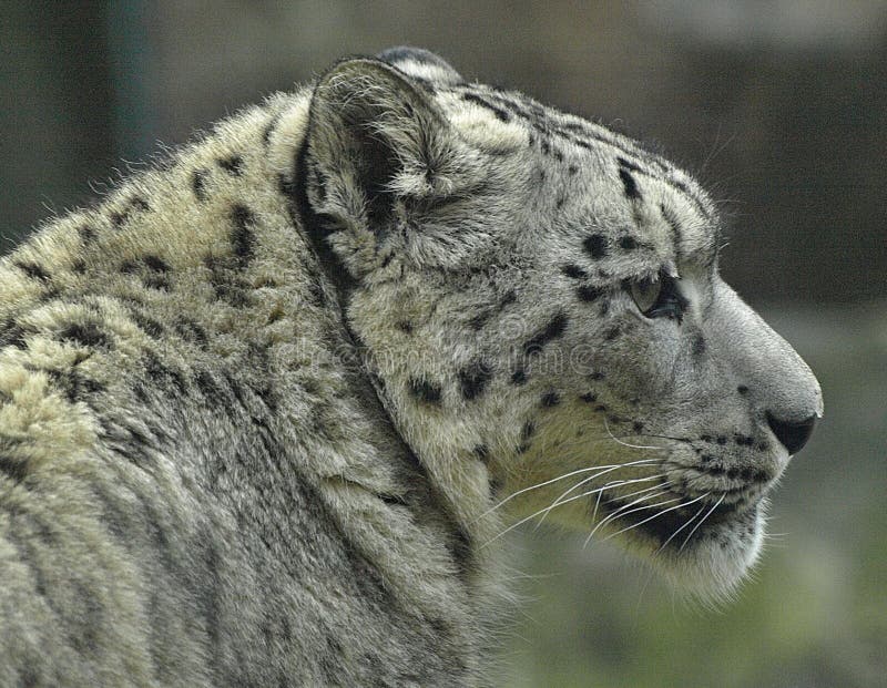 Impressive Head of a Snow Leopard Stock Photo - Image of carnivore ...