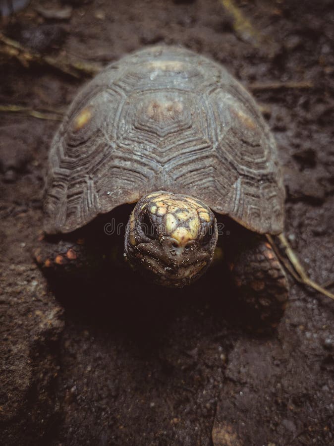 Portrait of a Wild Tortoise Stock Photo - Image of nature, turtle ...