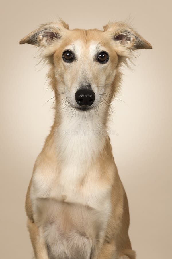 Portrait of a Windsprite Whippet Looking at the Camera on a Beige ...