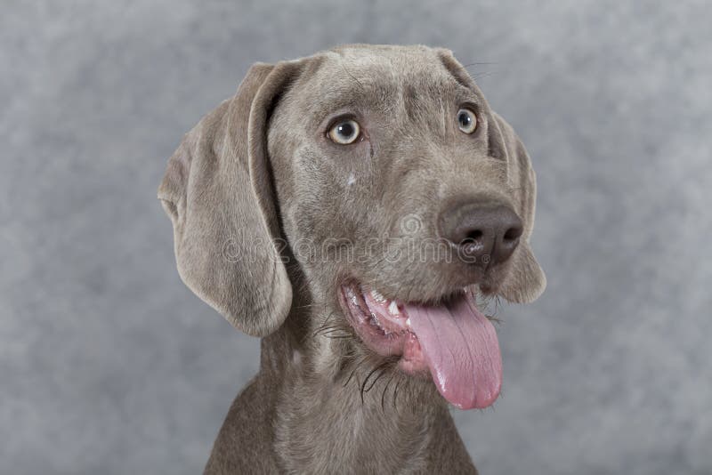 Wirehaired Slovakian Pointer Dog Stock Photo - Image of adorable ...
