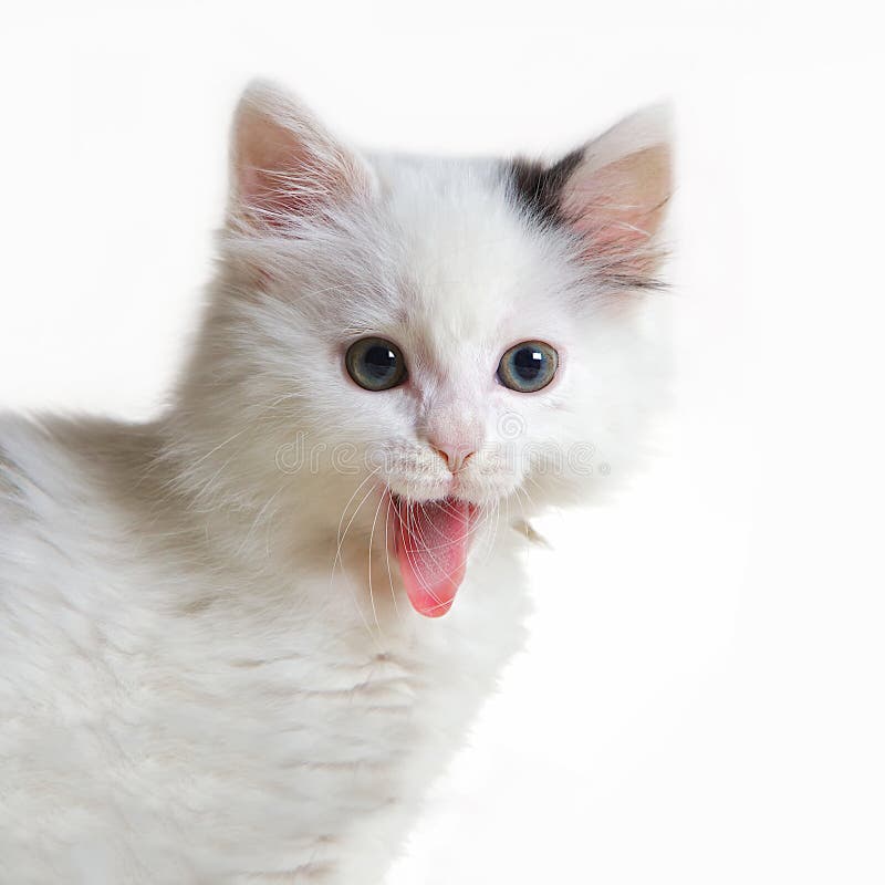Funny white cat stock photo. Image of feline, cats, like - 268322