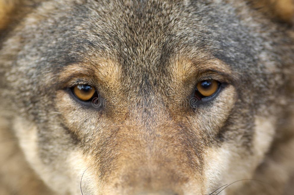 Portrait of wolf stock photo. Image of intelligent, portrait - 3698212