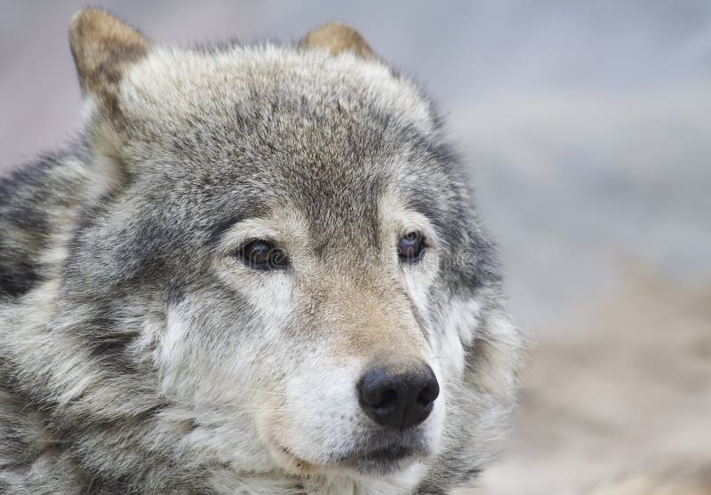 Portrait Grey Wolf Free Stock Photos & Pictures, Portrait Grey Wolf ...