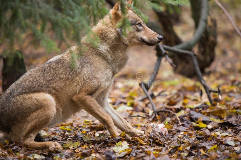 Portrait of a Wolf in Autumn Forest Stock Photo - Image of wild ...