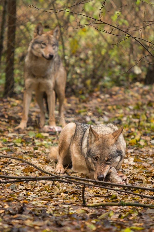 Portrait of a Wolf in Autumn Forest Stock Image - Image of wolf, grey ...