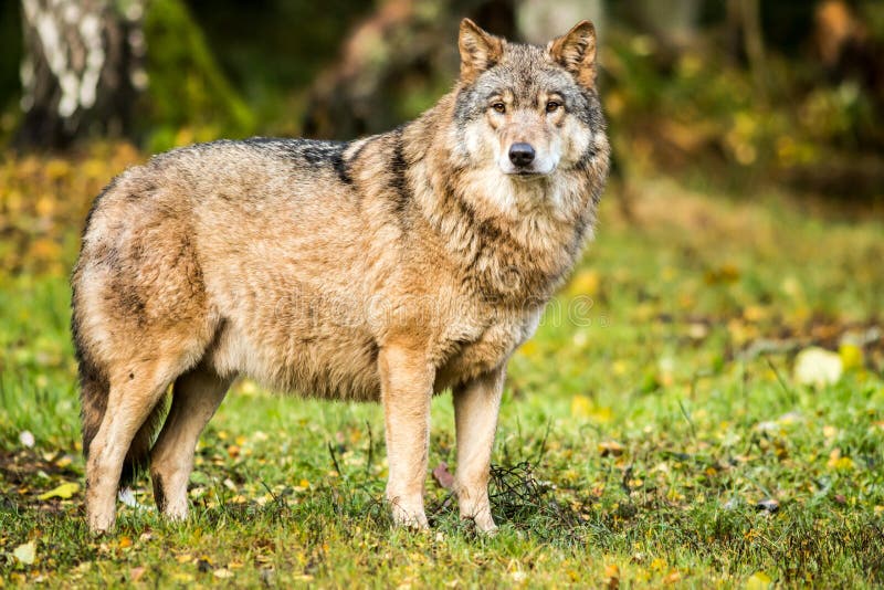 Portrait of a Wolf in Autumn Forest Stock Photo - Image of wildlife ...