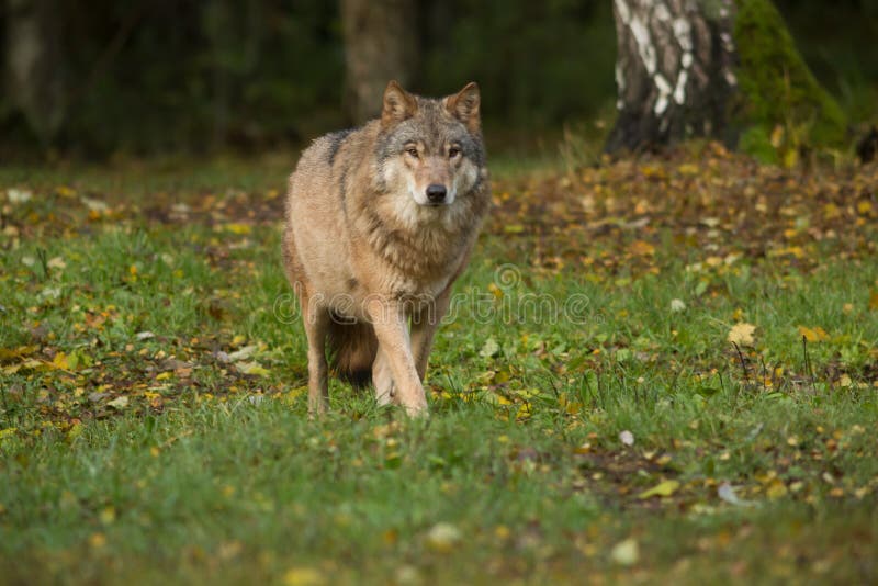Portrait of a Wolf in Autumn Forest Stock Photo - Image of autumn ...