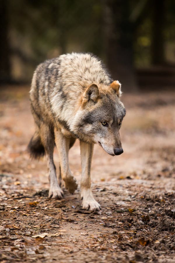 Portrait of a Wolf in Autumn Forest Stock Photo - Image of mammal ...