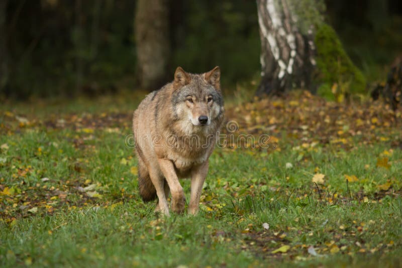 Portrait of a Wolf in Autumn Forest Stock Image - Image of wildlife ...
