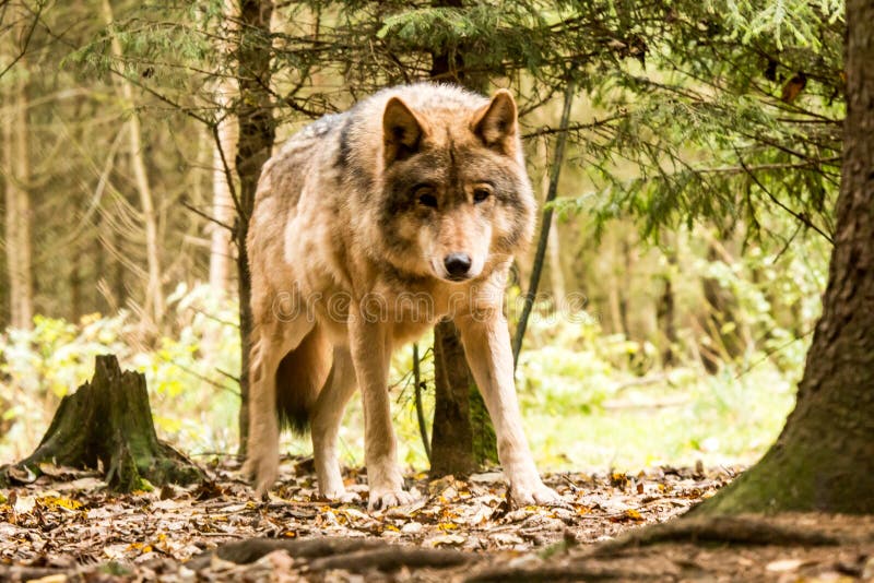 Portrait of a Wolf in Autumn Forest Stock Photo - Image of wildlife ...