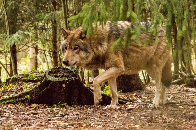 Portrait of a Wolf in Autumn Forest Stock Image - Image of lupus, cage ...