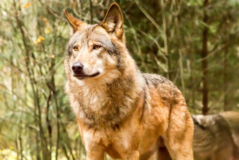 Portrait of a Wolf in Autumn Forest Stock Image - Image of leaves ...