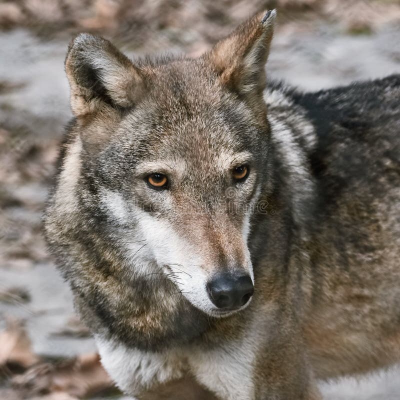 Portrait of Wolf stock photo. Image of animal, snout - 79066542