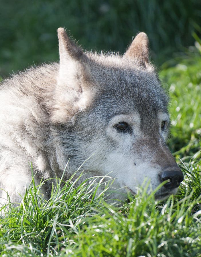 Portrait of Wolf Lying in the Grass Stock Image - Image of stare ...