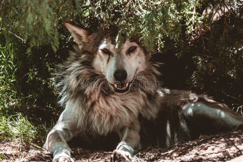 Portrait of a Wolf Lying Under a Shrub in a Forest Stock Image - Image ...