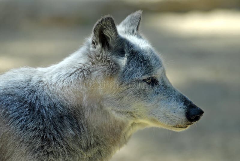 Portrait wolf of Mackenzie stock image. Image of muzzle - 7523695