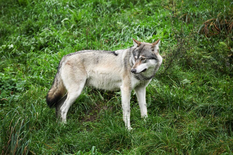 Wolf in the nature stock image. Image of wildlife, gray - 109512375