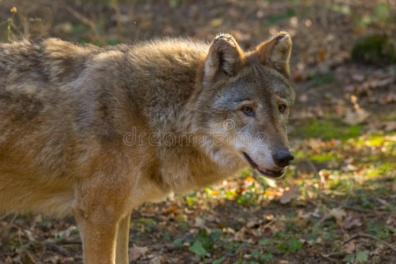 Portrait of a Wolf in the Woods Stock Image - Image of grey, woods ...