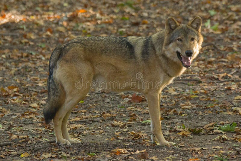 Portrait of a Wolf in the Woods Stock Photo - Image of outdoor ...