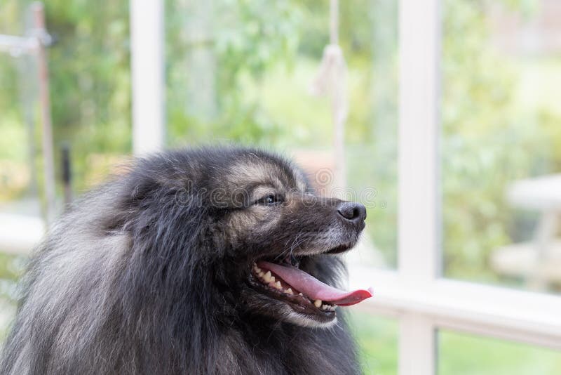 Portrait of Wolf Spitz Dog stock photo. Image of alone - 185128314