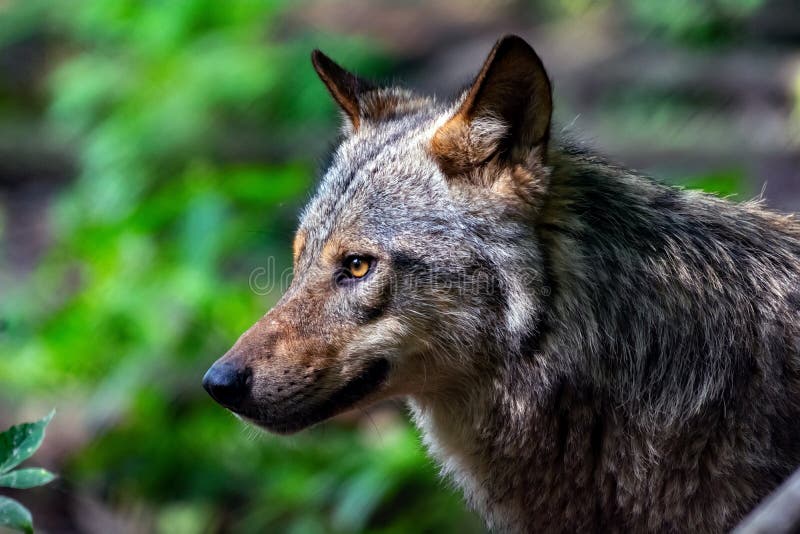 Portrait of a Wolf in the Woods on a Background of Trees Stock Photo ...