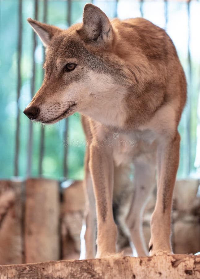 Portrait of a Wolf at the Zoo Stock Image - Image of freedom, wildlife ...