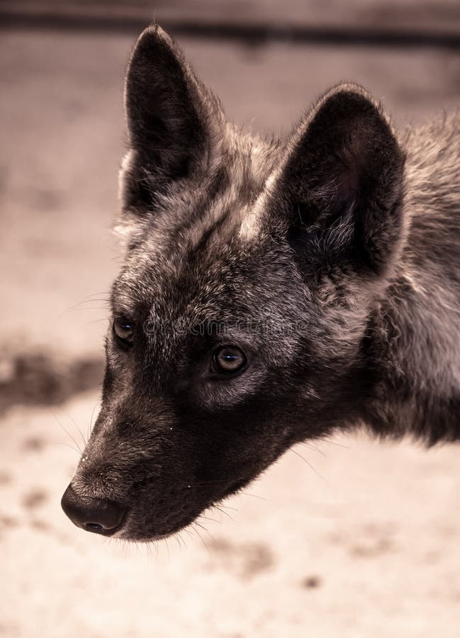 Portrait of a Wolf at the Zoo Stock Image - Image of wild, grey: 194261007