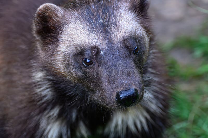 Portrait of a Wolverine stock image. Image of glutton - 329555325