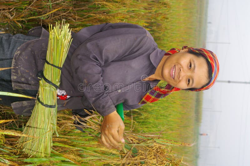 Portrait of a Woman Harvesting Stock Photo - Image of wife, fields ...