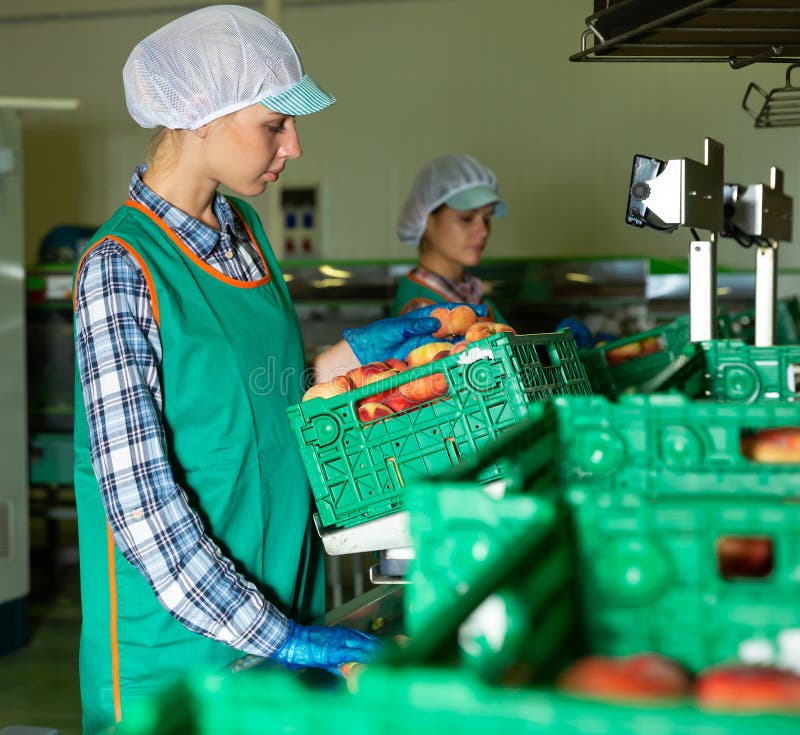 Portrait of Women Sorting Peaches To Crates and Checking Quality Stock ... Portrait of Women Sorting Peaches To Crates and Checking Quality Stock ...