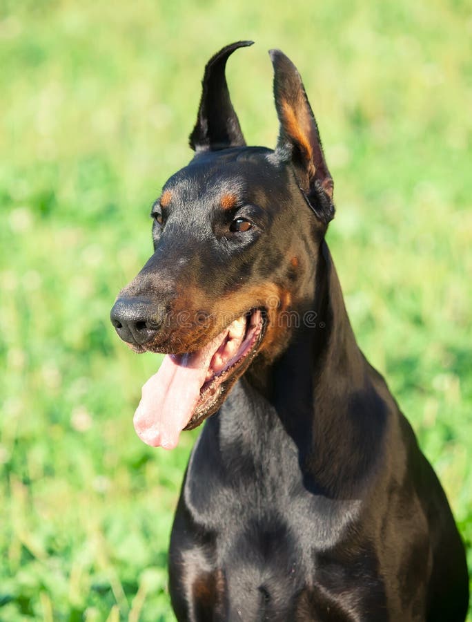 Portrait of Wonderful Black Doberman Stock Photo - Image of champion ...
