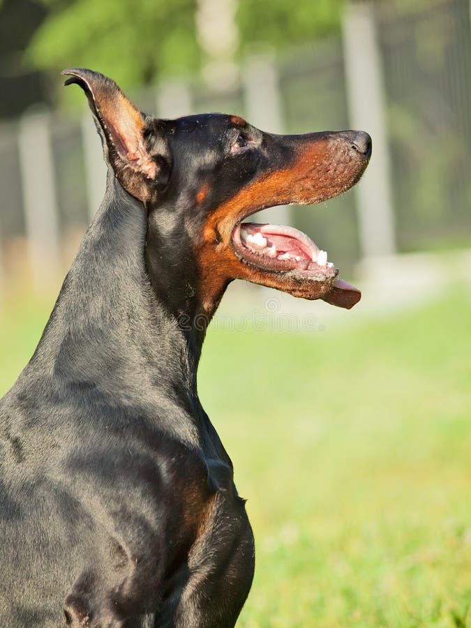 Portrait of Wonderful Purebred Black Doberman Stock Photo - Image of ...
