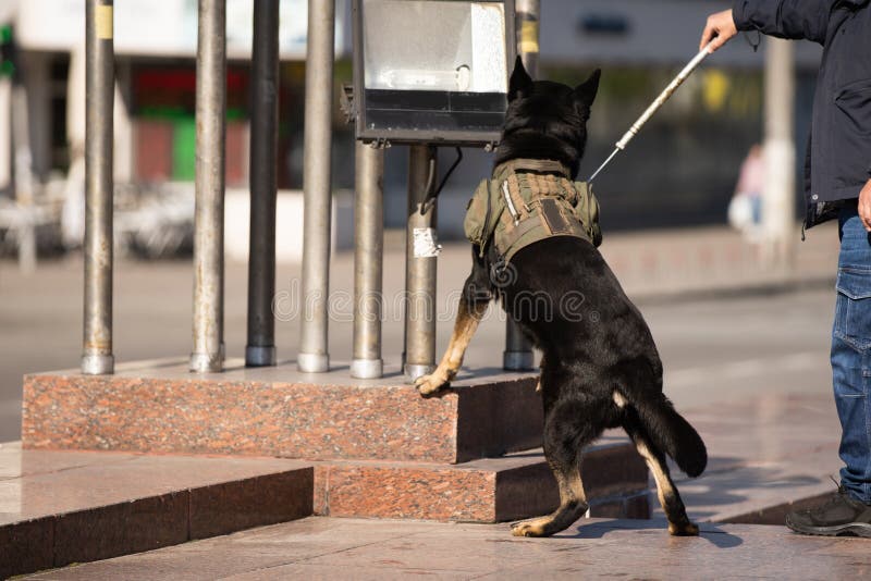 Portrait of Working Police Dog Editorial Stock Image - Image of ...
