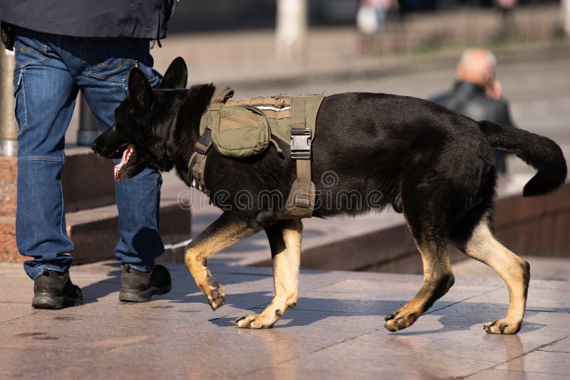 Portrait of Working Police Dog Stock Photo - Image of cute, mammal ...