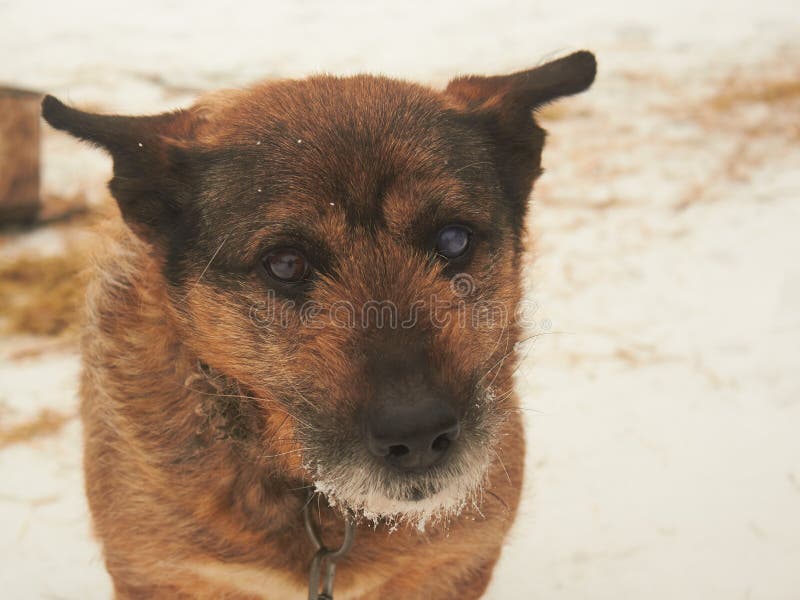 Portrait of a Yard Dog with Sad Eyes, the Dog is Cold and Hungry Stock ...